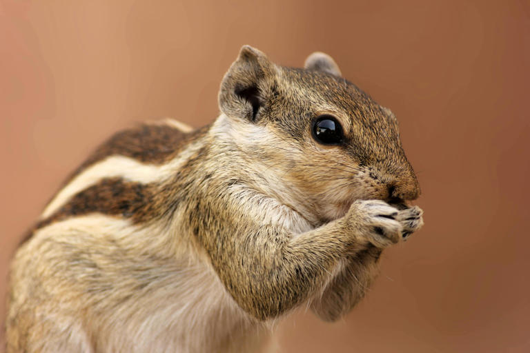 Animal control warns of spring wildlife surge as foxes, bobcats ...