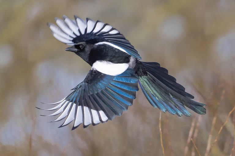 Bird drowning in thick mud reveals stunning blue feathers upon rescue