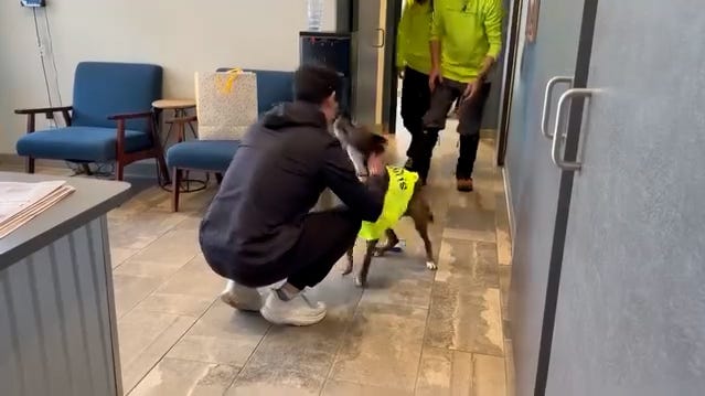 Dog reunites with owner after 43 days lost in the mountains