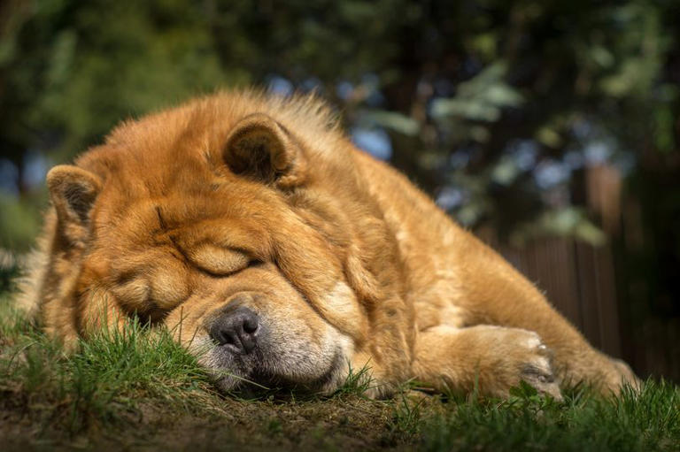 Vet says these are five dog breeds he'd never own - some are 'loveliest ...