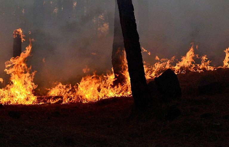 Forest fire rages, Odisha tops chart with over 6,700 cases, SOP issued