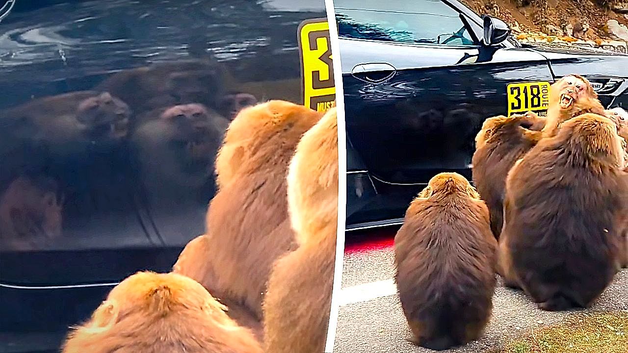 Monkeys discover something strange on parked car — and can't stop staring