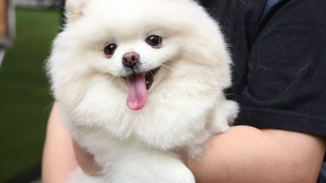 8 dog breeds that are surprisingly calm indoors