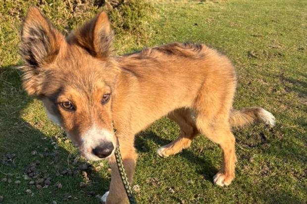 Meet Alfie, the 'clever and active' collie puppy looking for the ...