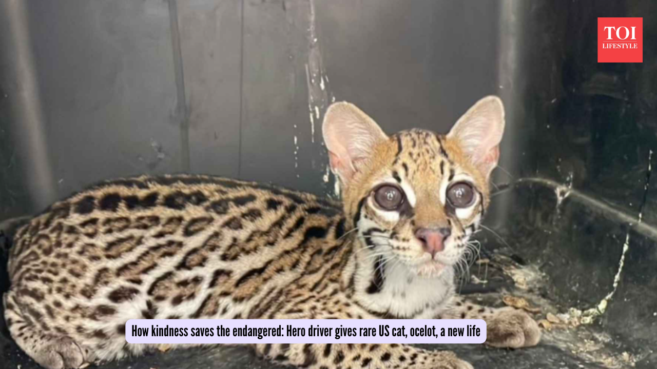 How kindness saves the endangered: Hero driver gives rare US cat ...