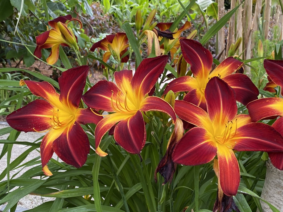 Why March is the perfect time to divide garden plants – and how to do it