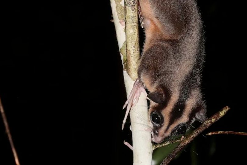 Extinct animal with creepy body part found living in jungle after 6,000 ...