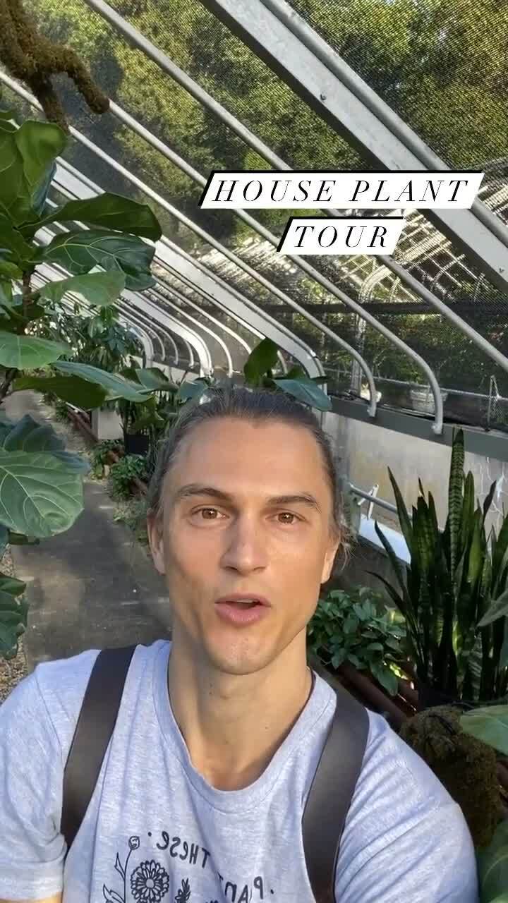 Quick house plant tour: Identify popular indoor plants #shorts