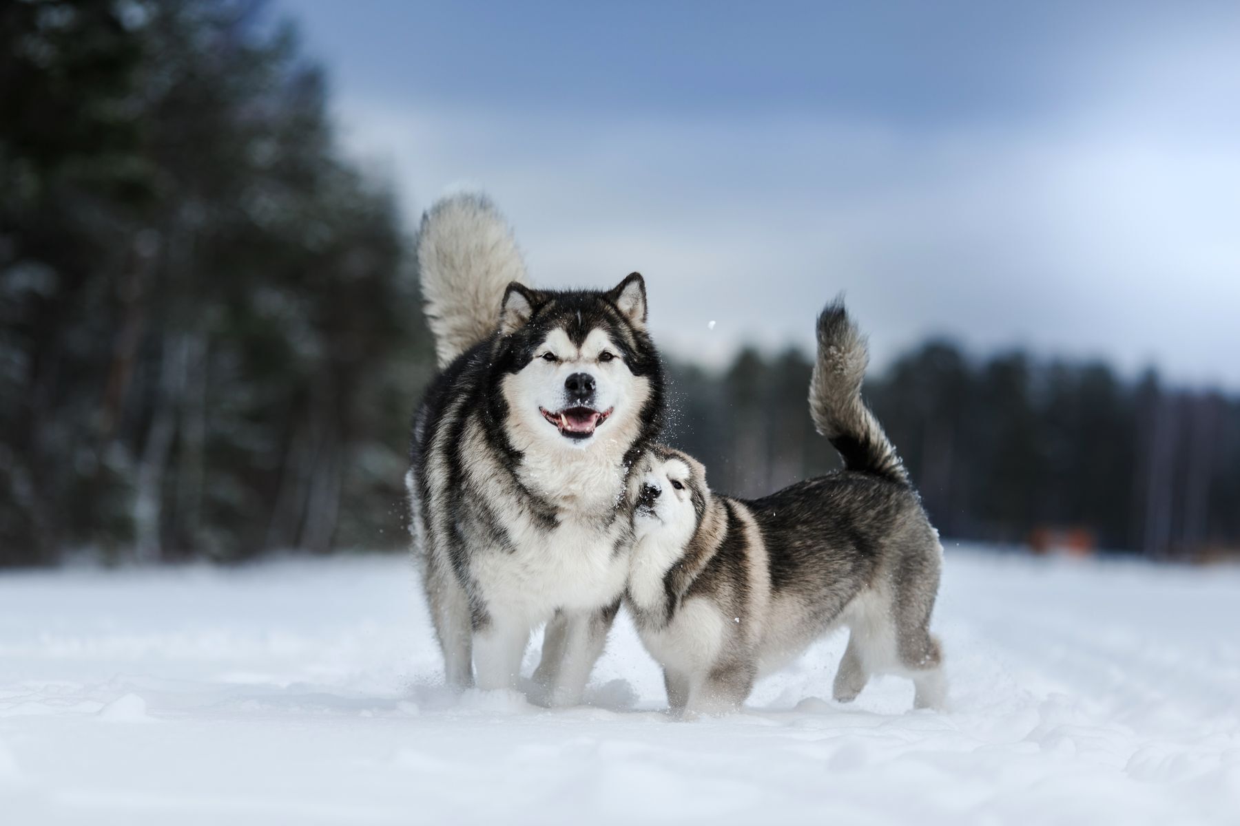 15 beautiful dog breeds from around the world