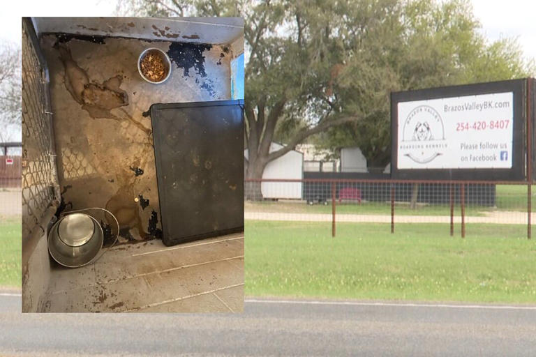 The dogs are shutting down: Lorena animal rescue under fire for ...