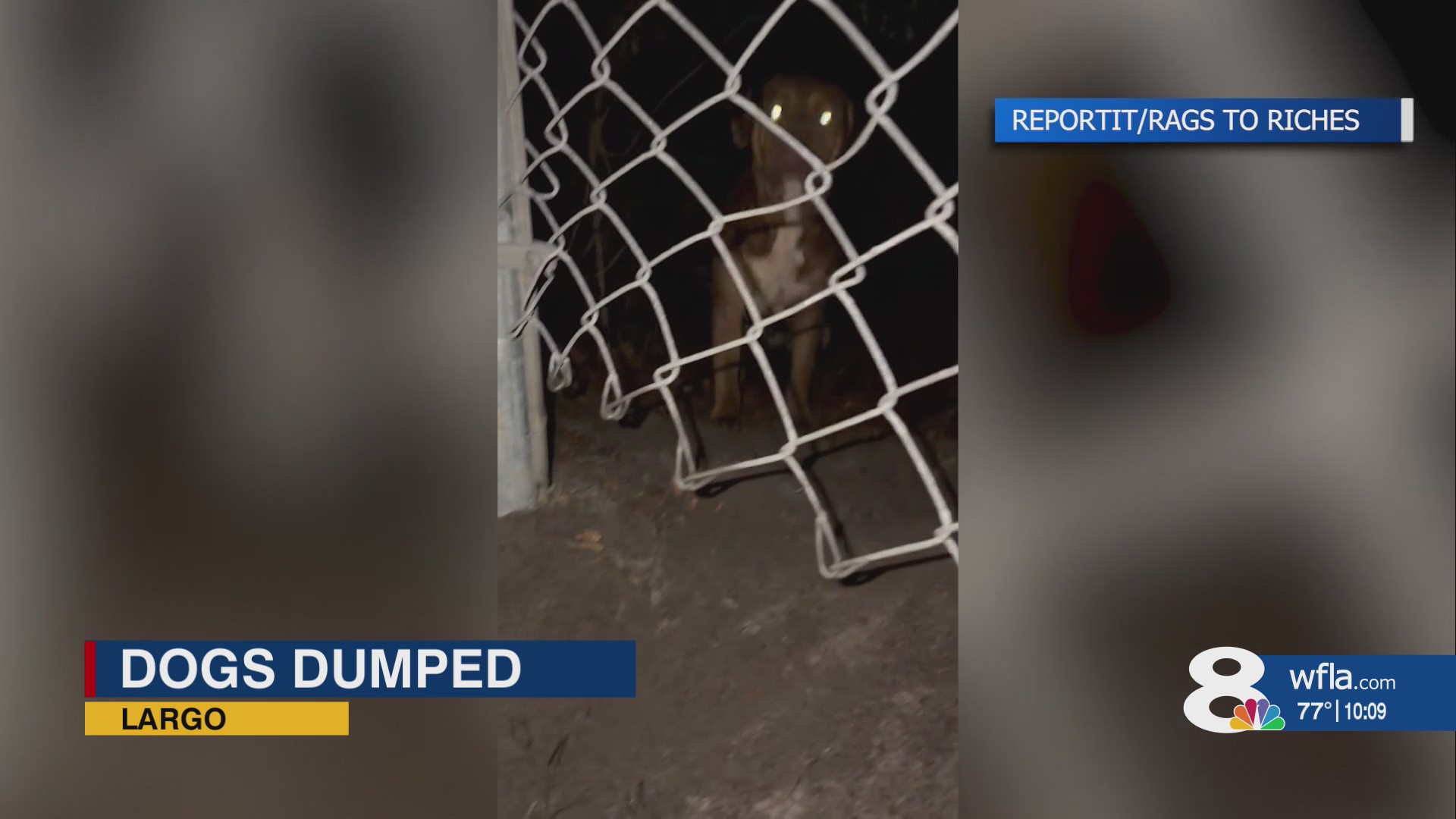 2 dogs run over, 1 killed, after pets dumped behind Largo Mall