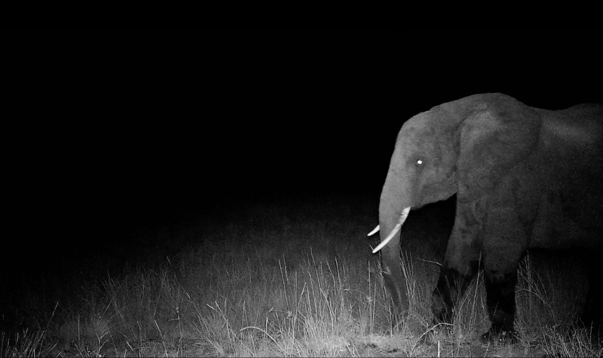 This renowned filmmaker goes in search of Africa's elusive ghost elephants