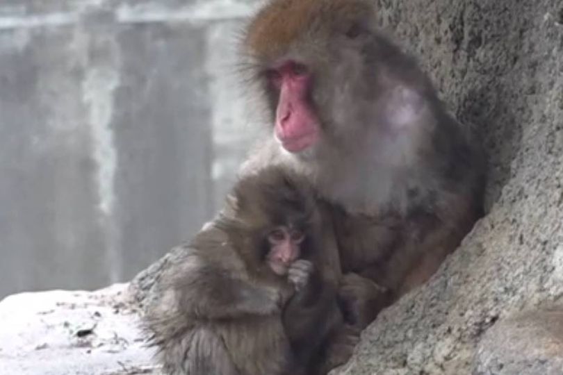 BBC Breakfast hosts share 'positive' news about Punch the baby monkey