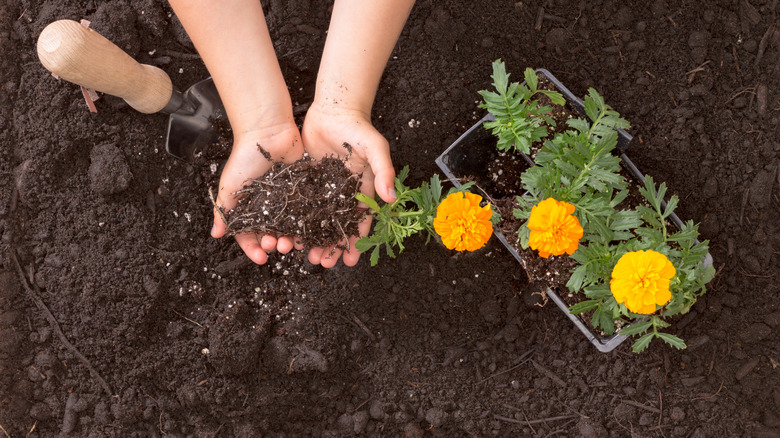 The colorful flower that self-seeds and naturally boosts your garden soil