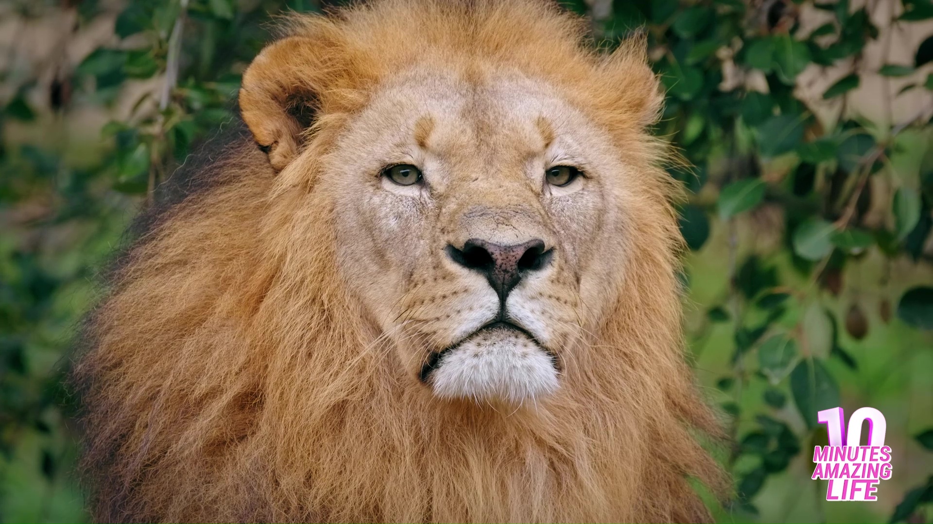 The moment a lion watched his territory