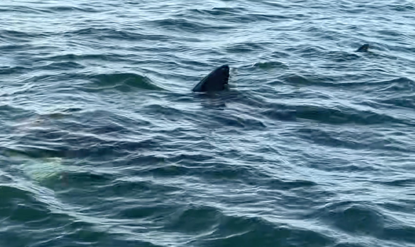 A 20-foot shark, known as a gentle giant, shows up off Ventura