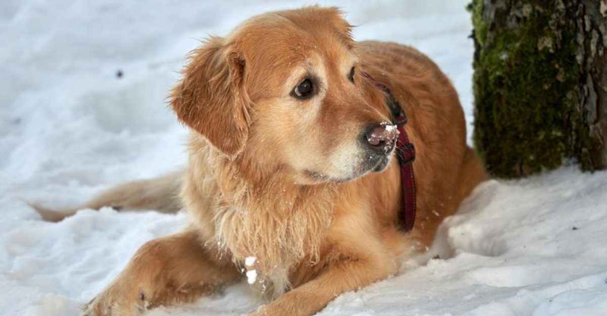 17 dog breeds that make coming home feel different in the best possible way