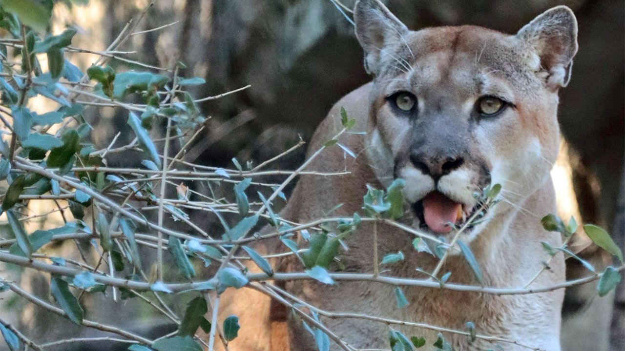 The animals that climb better than you think and use it to their advantage