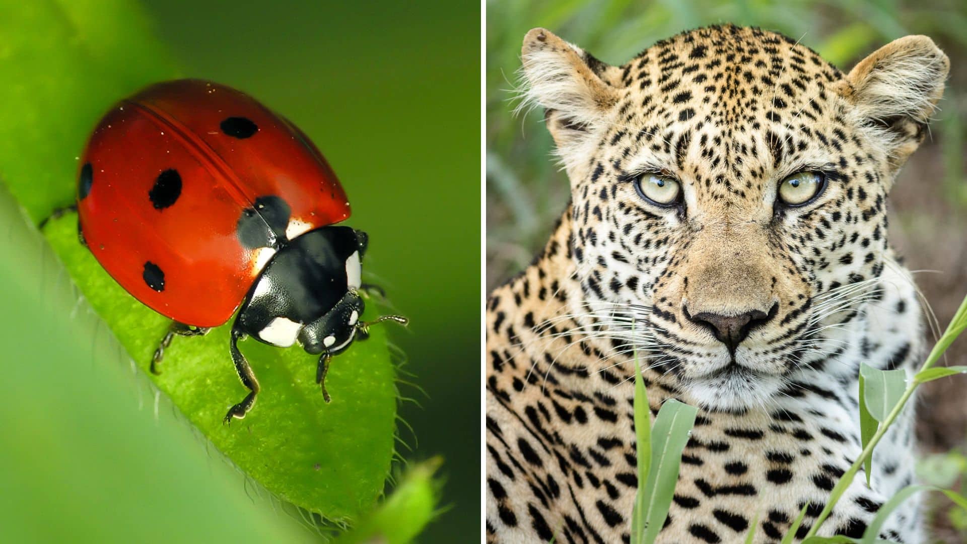 Natural patterns that repeat across unrelated species