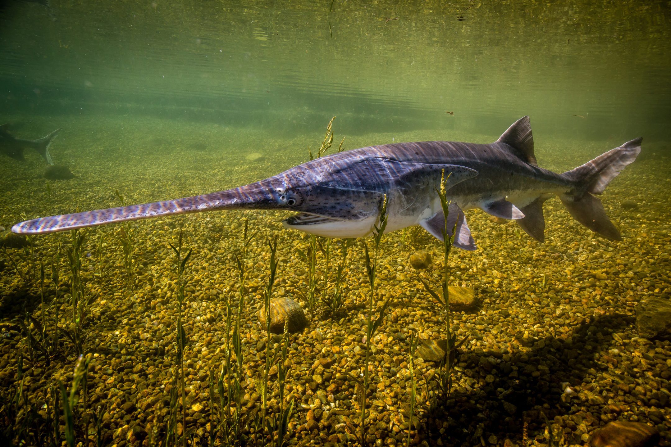 13 weirdest creatures hiding in plain sight across America