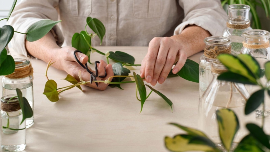 How to propagate philodendron plants
