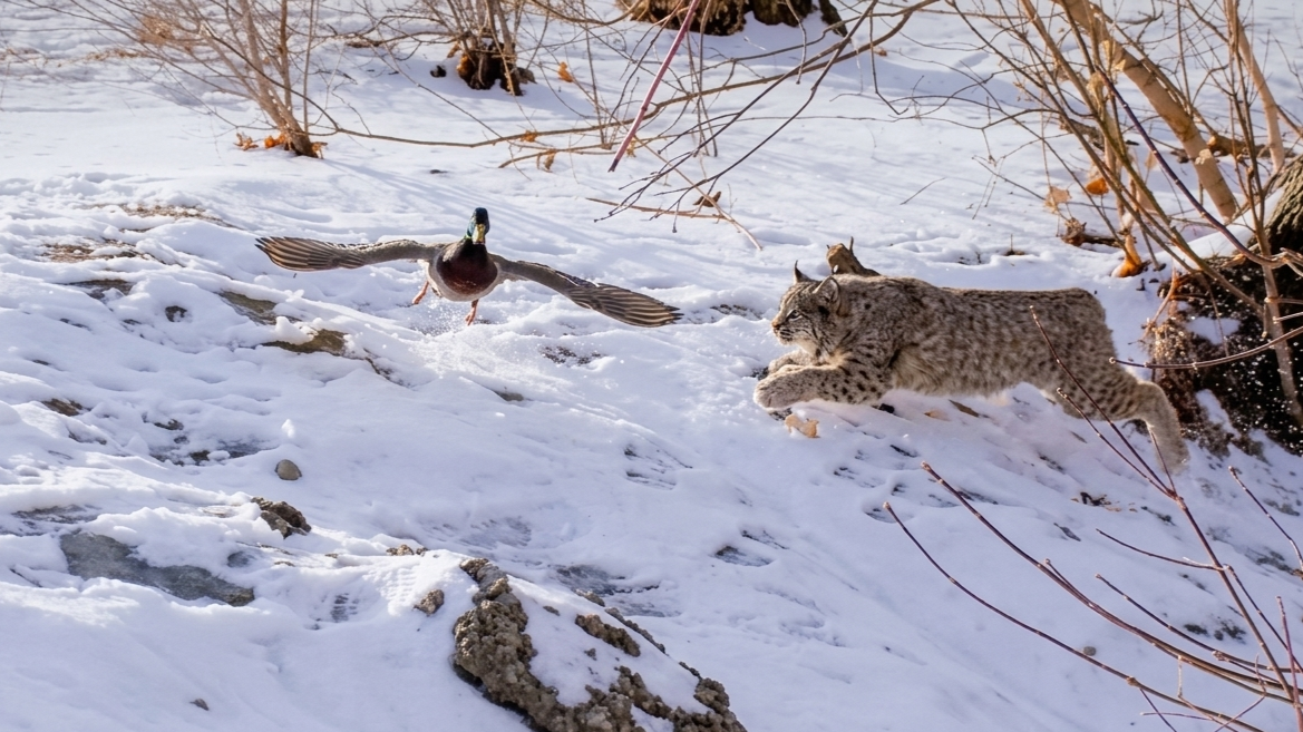 Watch what happens when a lynx sneaks up on a duck