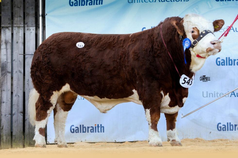 NI Simmental cattle genetics shine at recent British Simmental Society ...