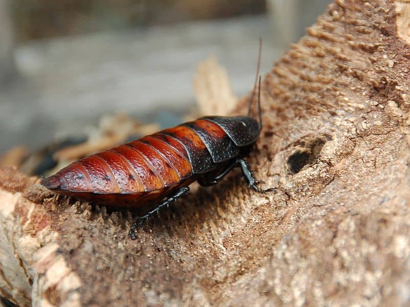 The reproductive secrets of hissing cockroaches