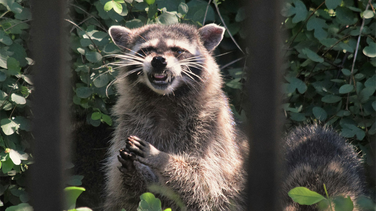 Animals that can wreck a campsite faster than bad weather