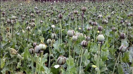 BJP leader Vinayak Tamrakar suspended over alleged illegal opium ...
