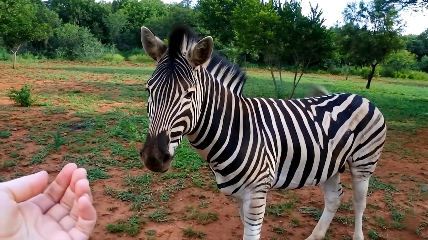 Watch what happens when a tourist comes too close to a zebra