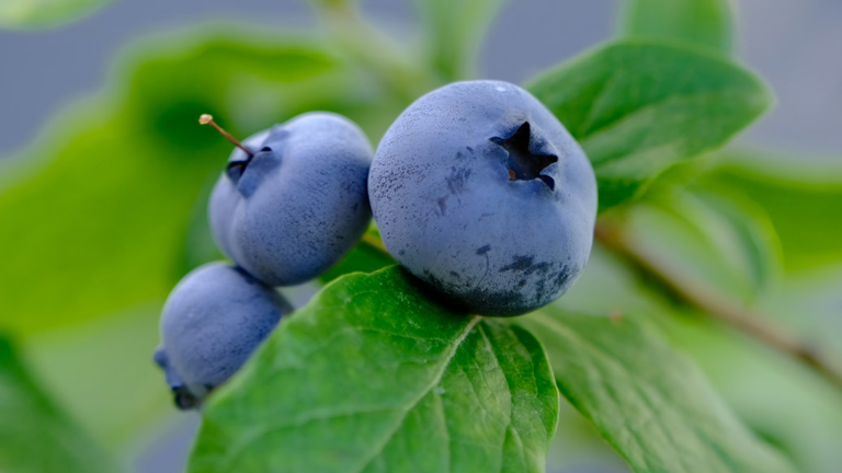 60,000 pounds of frozen blueberries recalled nationwide under FDA’s ...