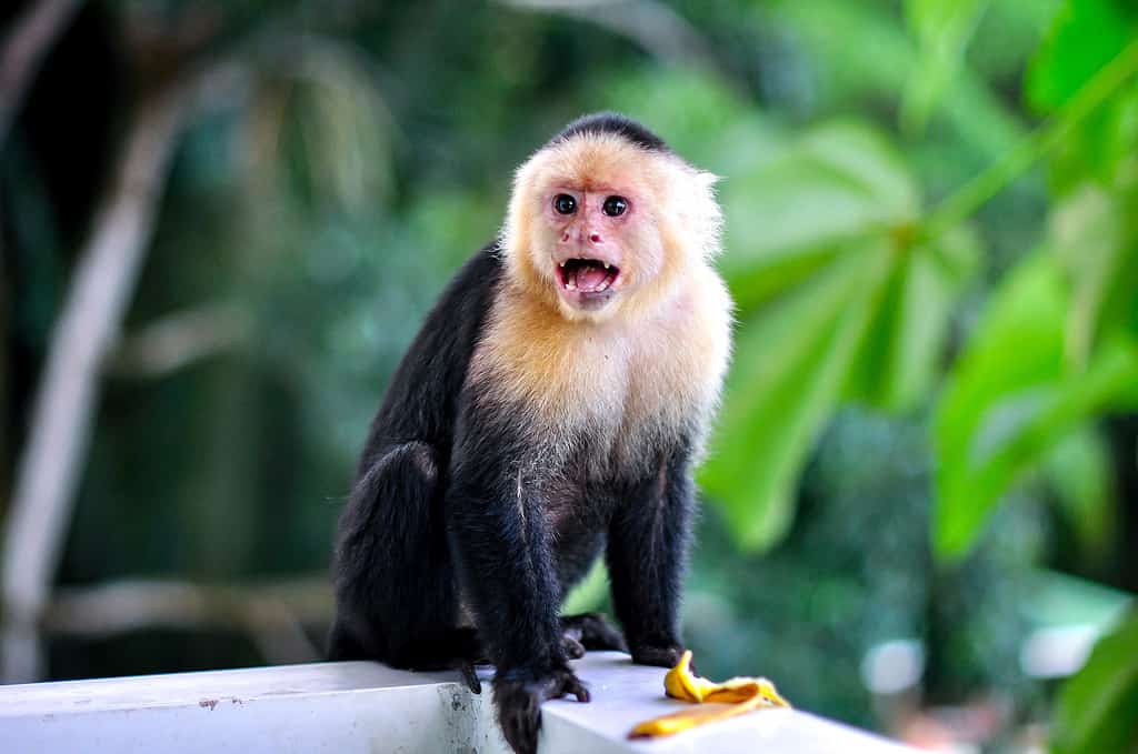 From big cats to primates: California’s exotic pet laws explained
