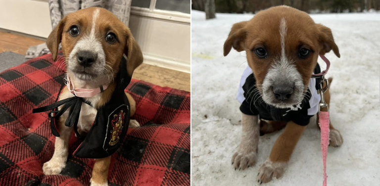 Tiny but mighty: Baby Callie is eager to learn, love & be the sweetest ...