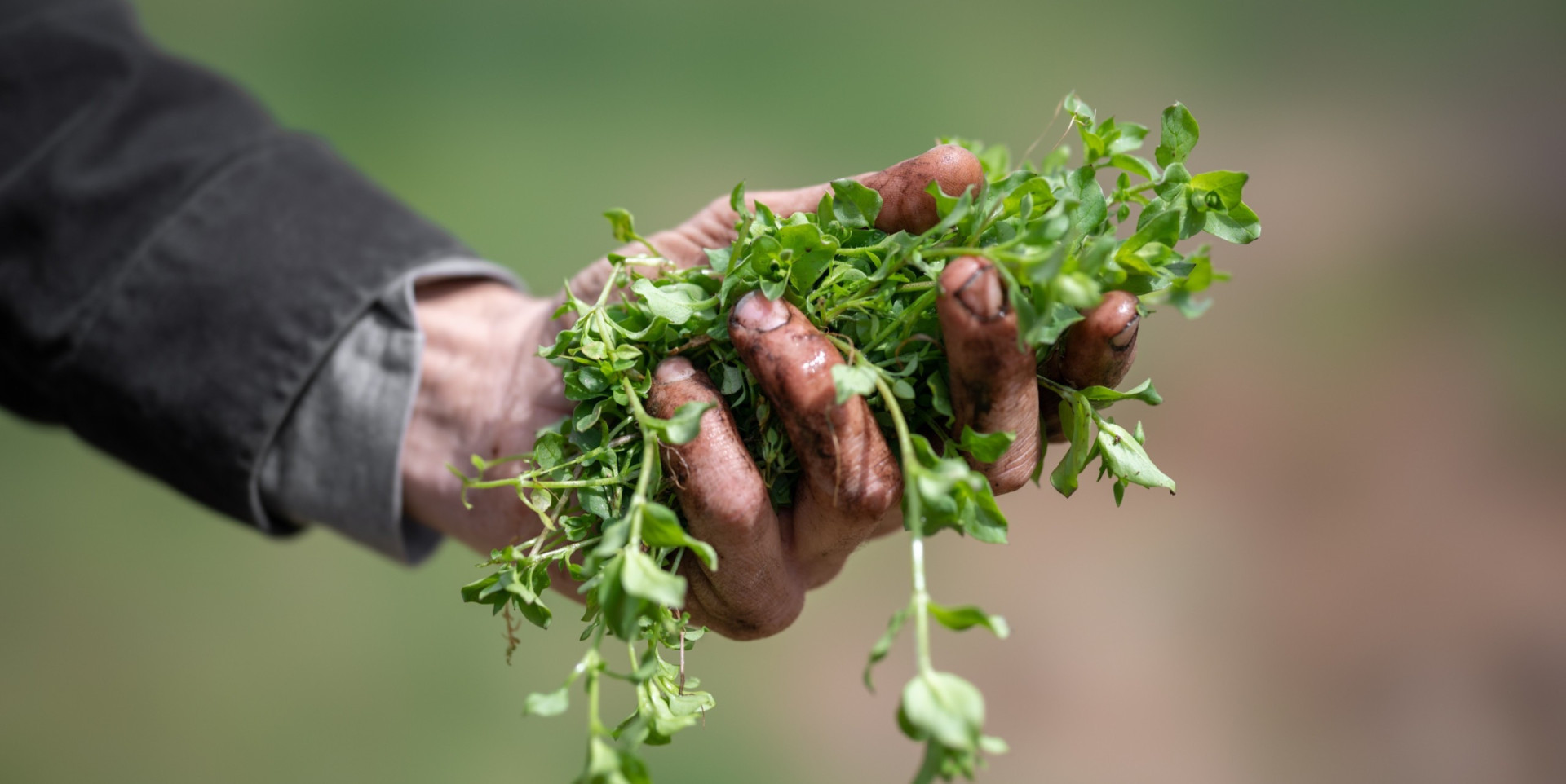 Medicinal flowers and plants you can grow in your garden