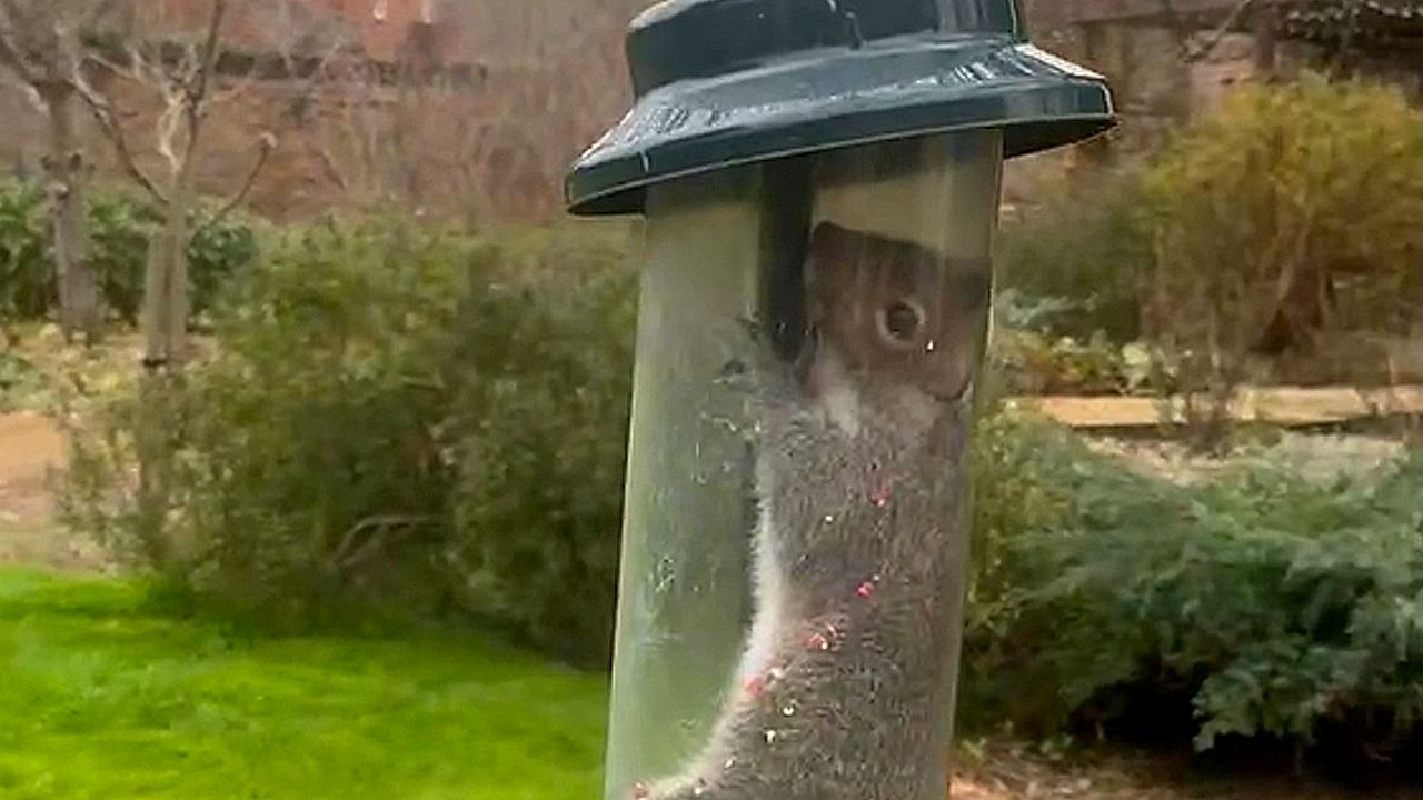 Squirrel gets stuck inside squirrel-proof bird feeder