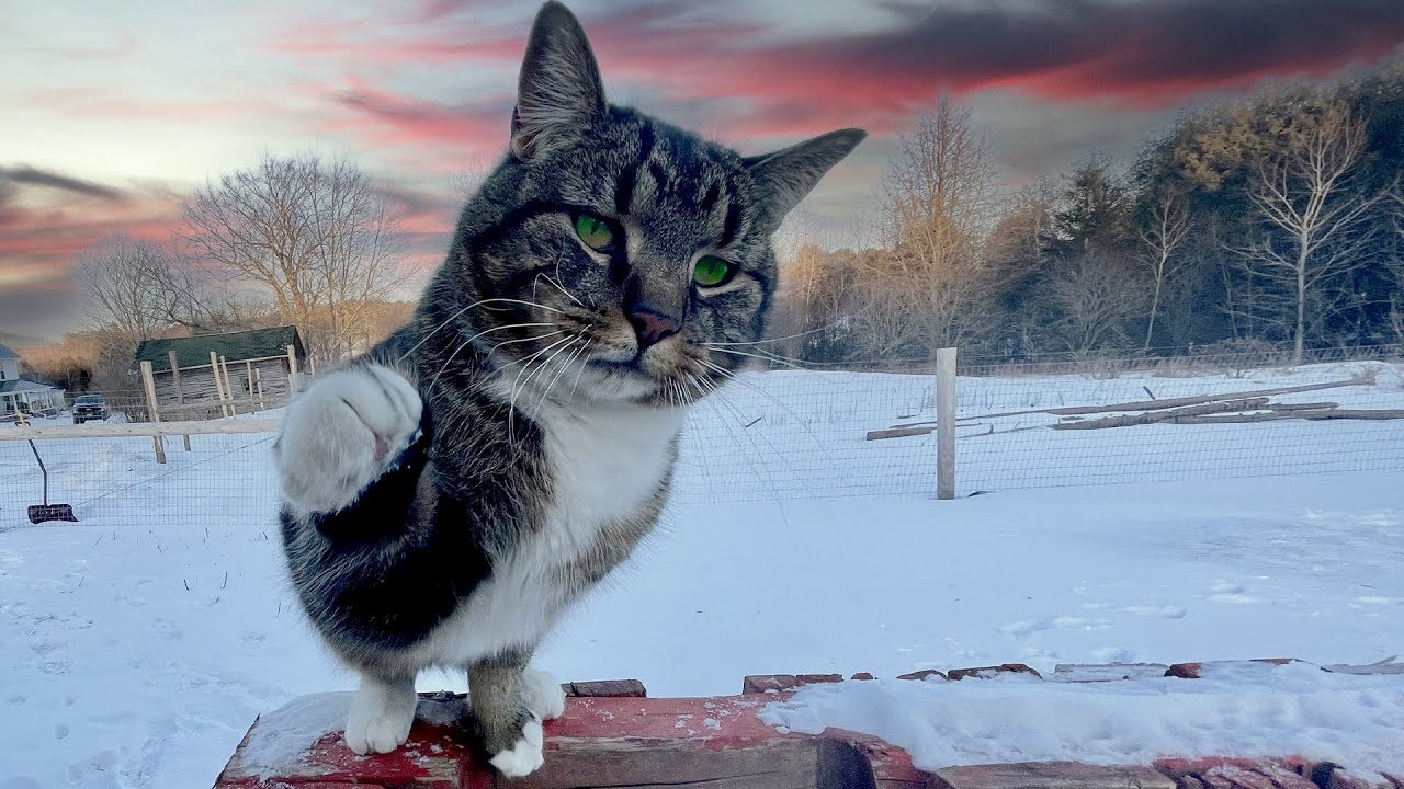 Investigating the mysterious background of the farm's favorite hobo cat