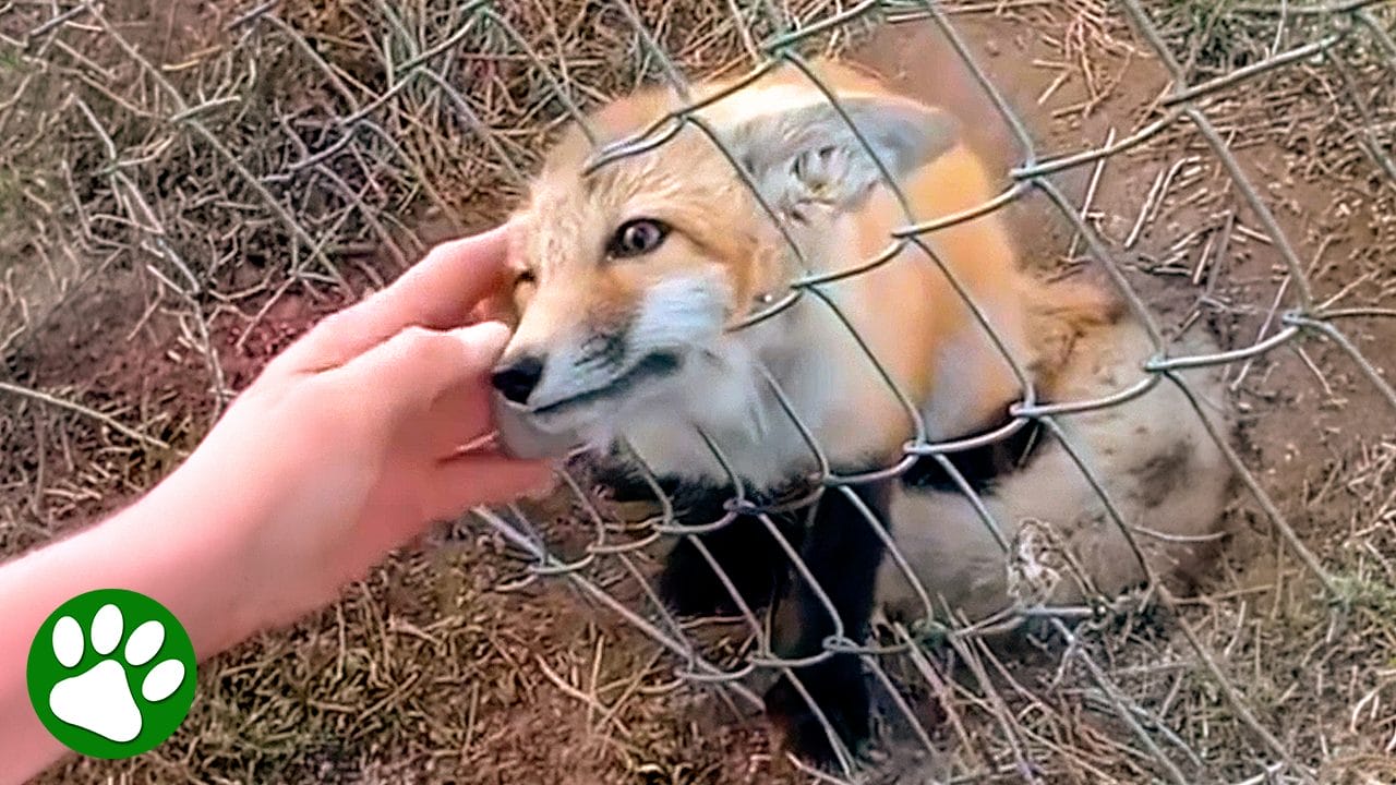 Heroic man saves baby fox trapped in fence