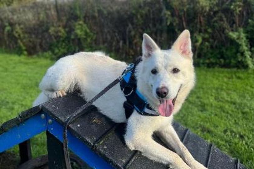 The adorable rescue dogs hoping to find their forever homes in Lancashire
