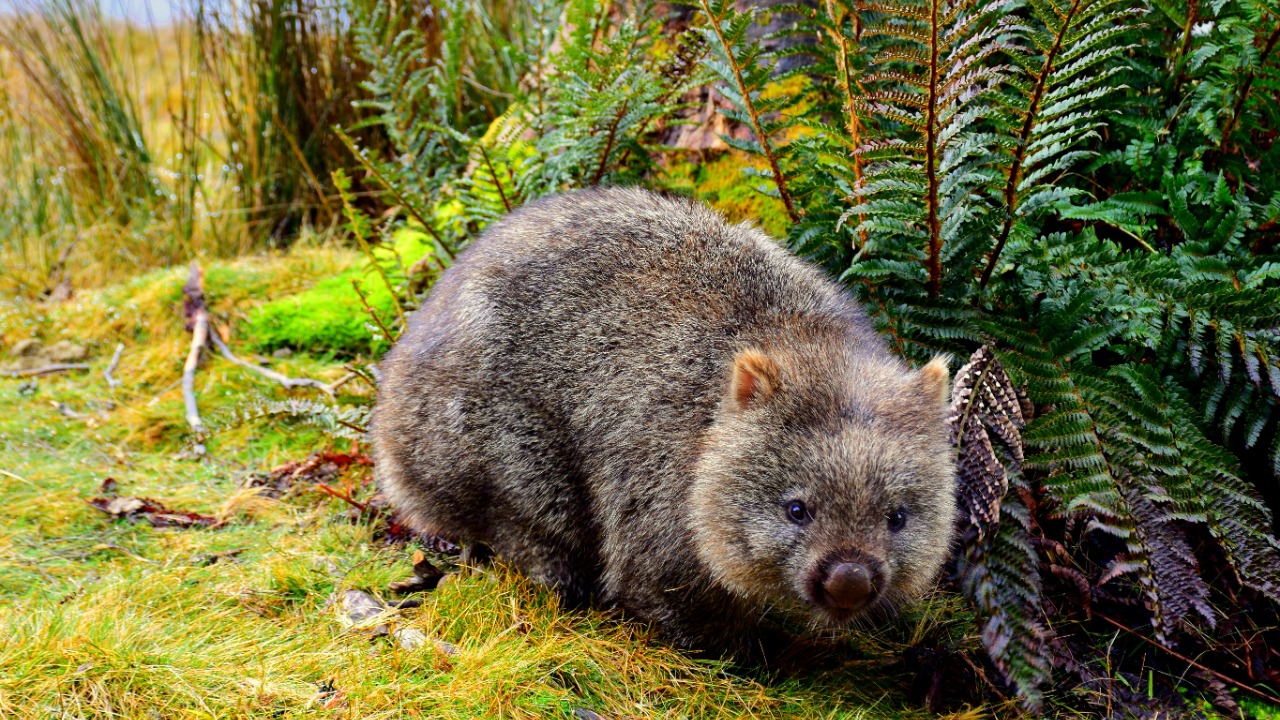 Scientists rediscover 2 'extinct' marsupials alive in New Guinea forests
