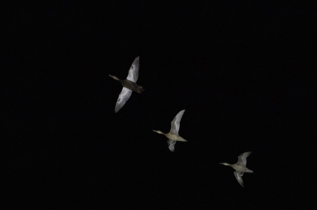 Study reveals new technique to identify individual night-flying birds ...