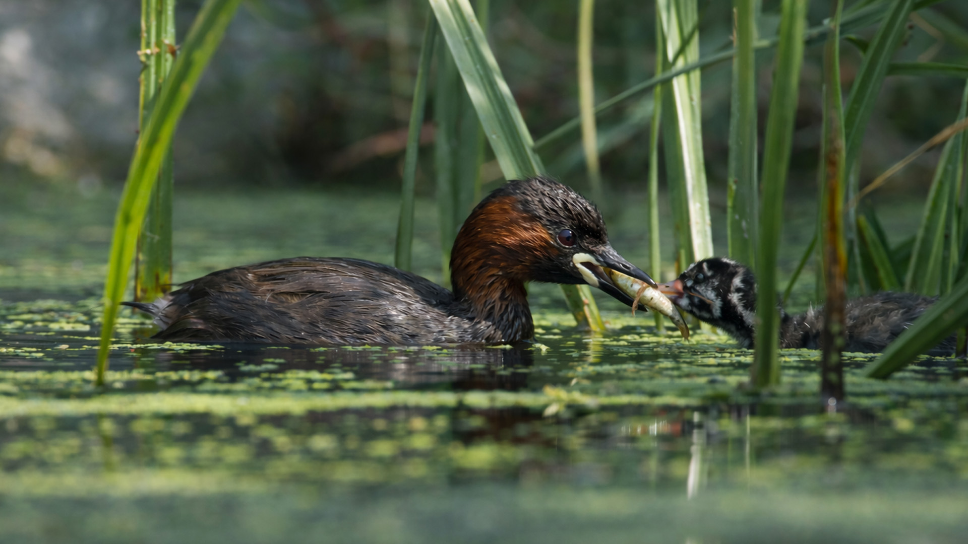 A hidden camera captured a feeding moment in the marsh