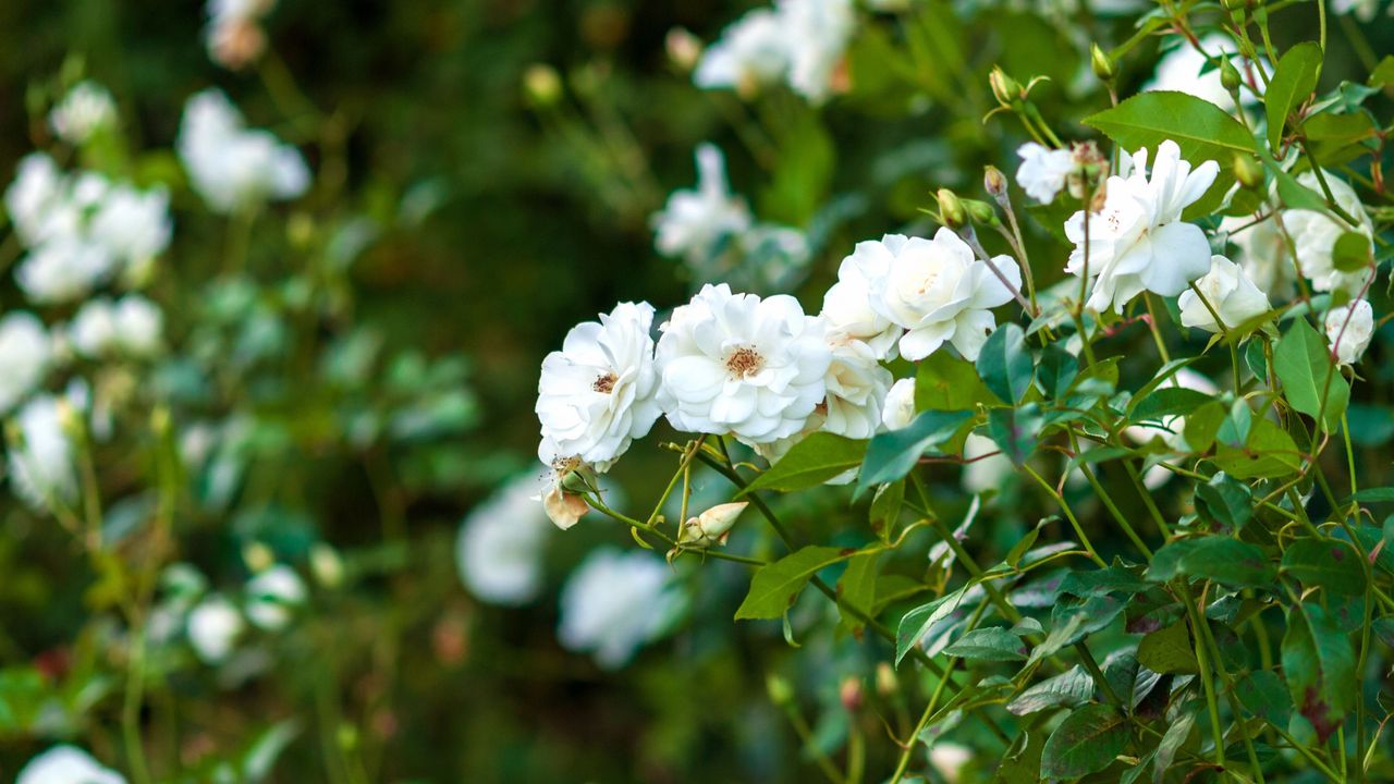 4 of the best white-flowering shrubs to plant now for fluffy, cloud ...