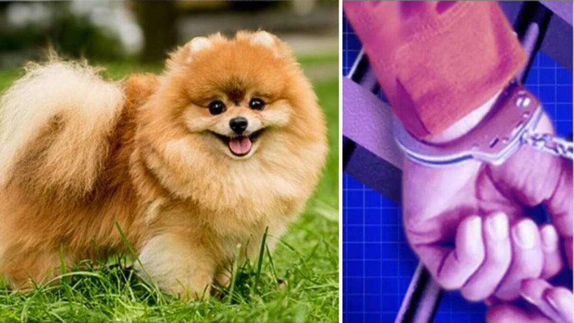 Dog left to freeze in backpack on Albany sidewalk sparks petition for ...