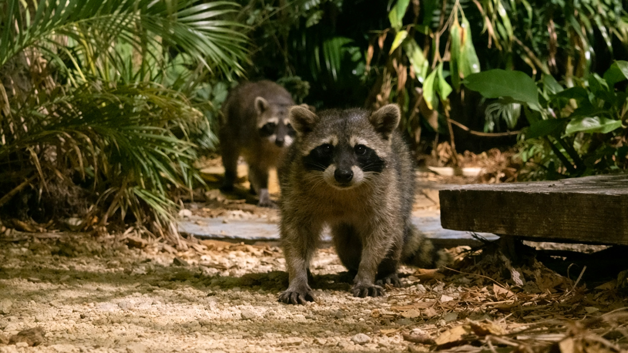 This raccoon caught me filming it and tried to get closer instead of ...
