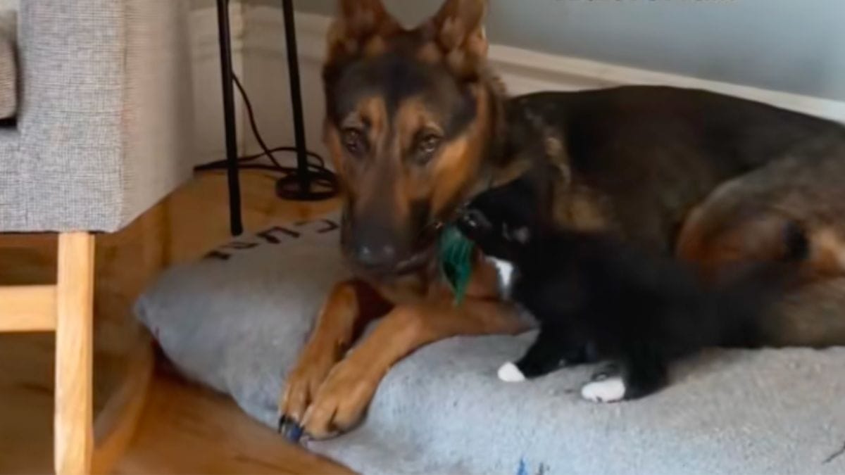 Kitten meets German Shepherd: The adorable video is melting hearts on ...