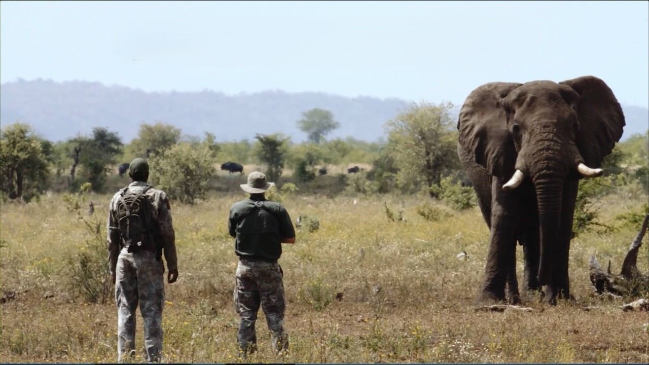 Watch what happens when reporters get too close to an elephant