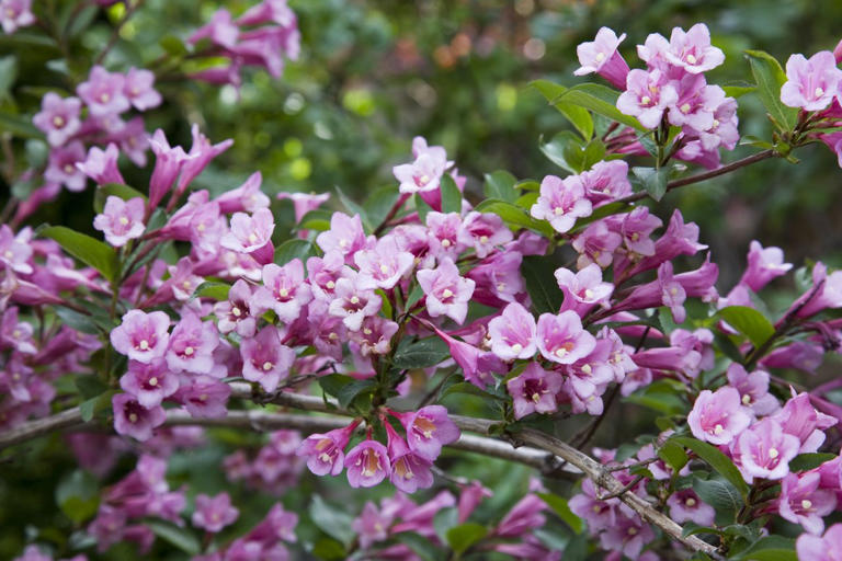 5 shrubs with long-blooming flowers for color that lasts all season