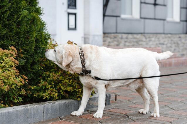 Why your next dog walk should be a sniffari