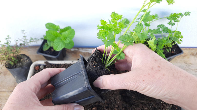 How to grow parsley in containers for a flavorful harvest just about ...